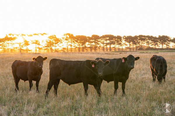 Sunset Cattle, King Island (KI637R) - Kramer Photography