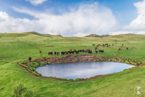 Dam Cattle, King Island (KI640R) - Kramer Photography