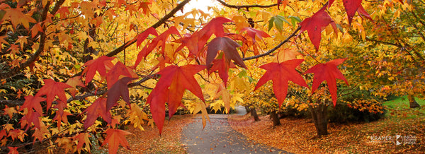 Autumn - Kramer Photography