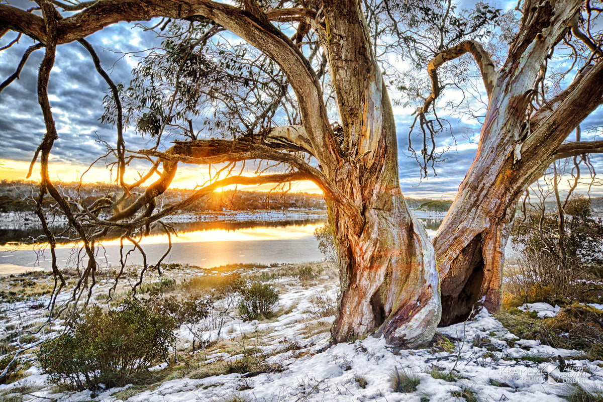 Snow Gum, Snowy Mountains (BF002R) - Kramer Photography