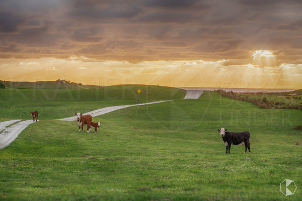 Sunset Cattle, King Island (KI043R) - Kramer Photography